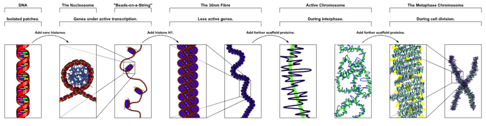 Chromosomes – Centre for Chromosome Biology